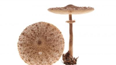 Bedla - recepty - Labužník.cz